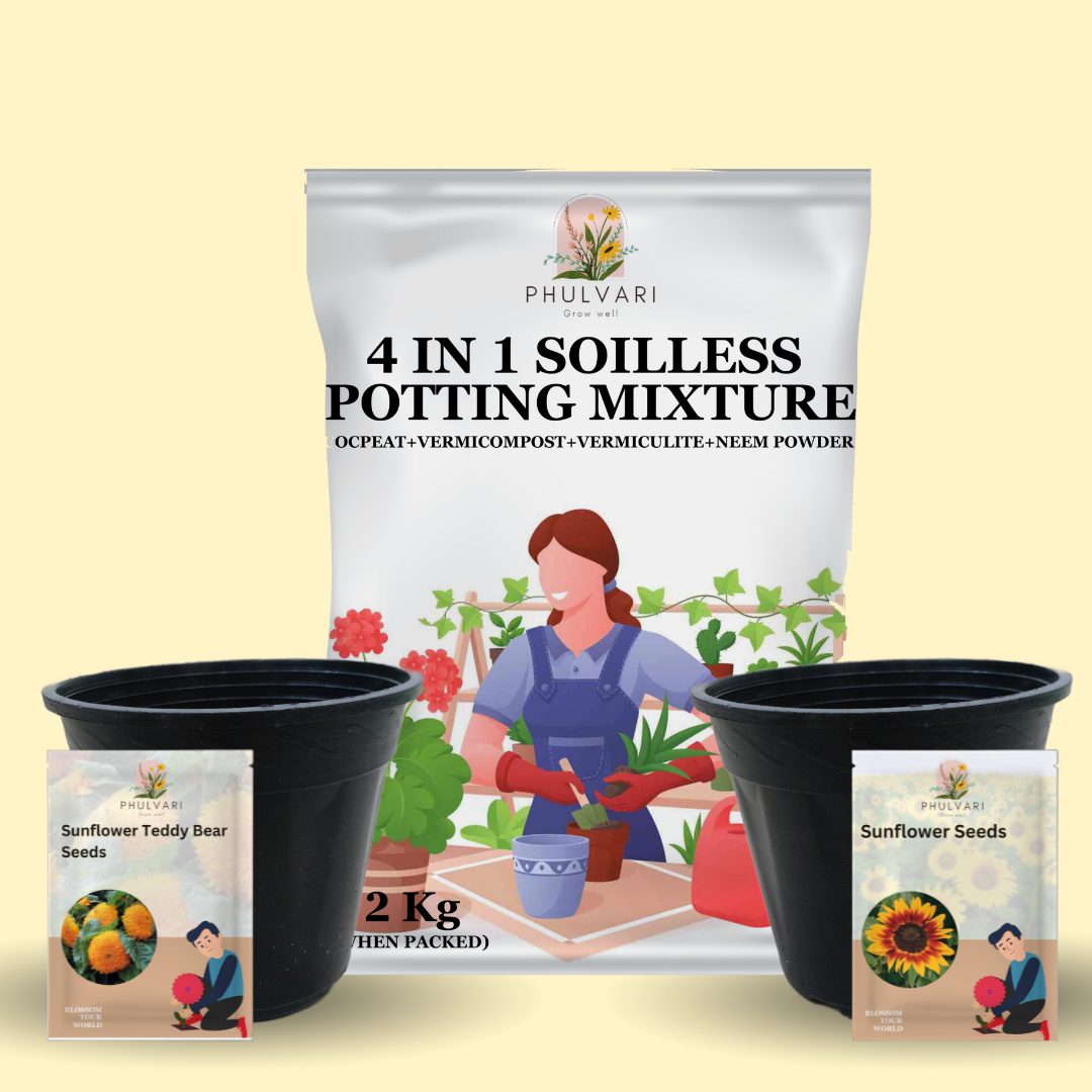 Sunflower Seeds Grow Kit – Phulvari Sunflower Seeds Grow Kit – Phulvari